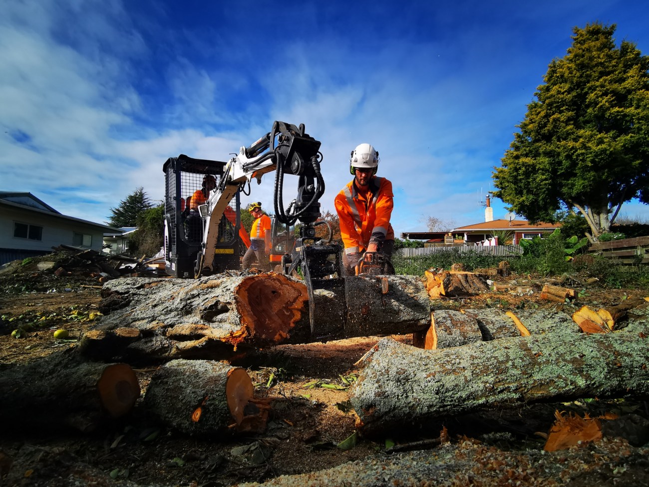 Tree Services | Arbor Tree - Waikato